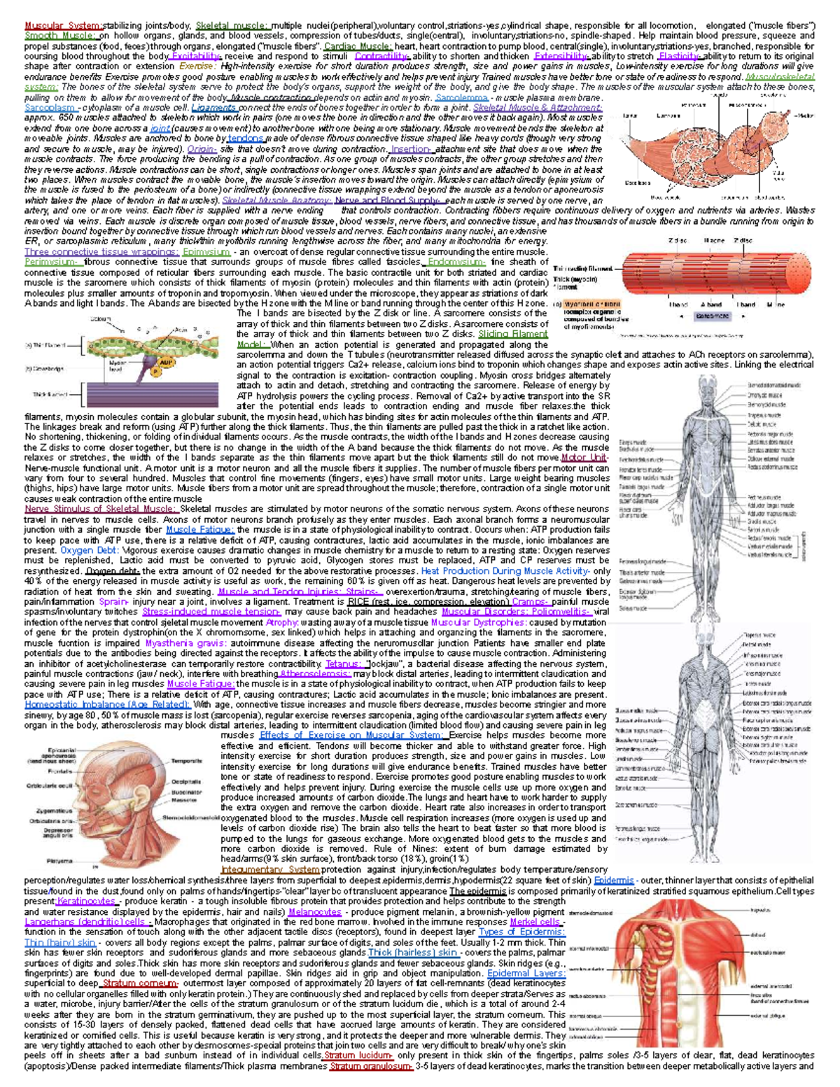 Cheat Sheet- Anatomy and Physiology - Muscular System:stabilizing ...