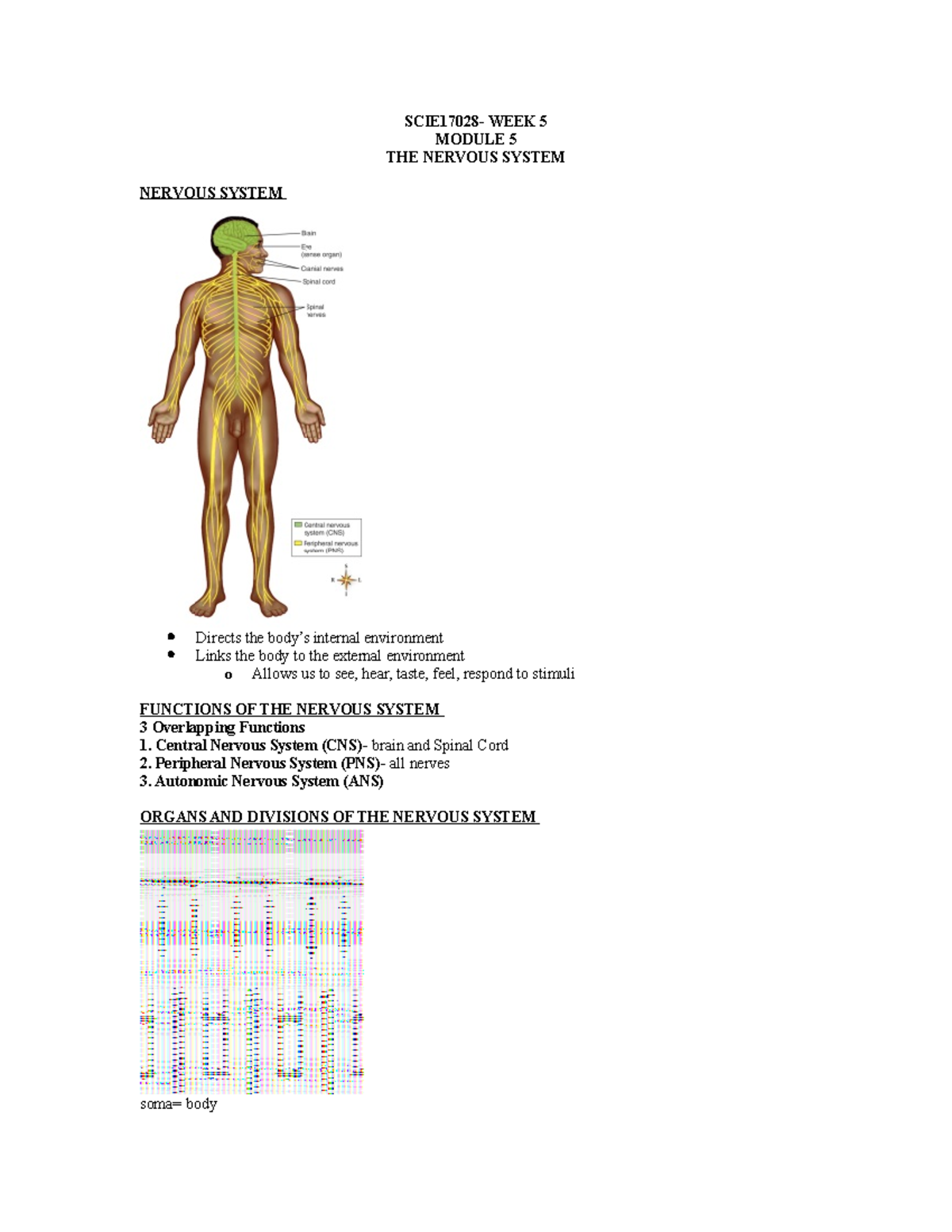 SCIE17028: Module 5 - The Nervous System - Comprehensive Lecture Notes ...
