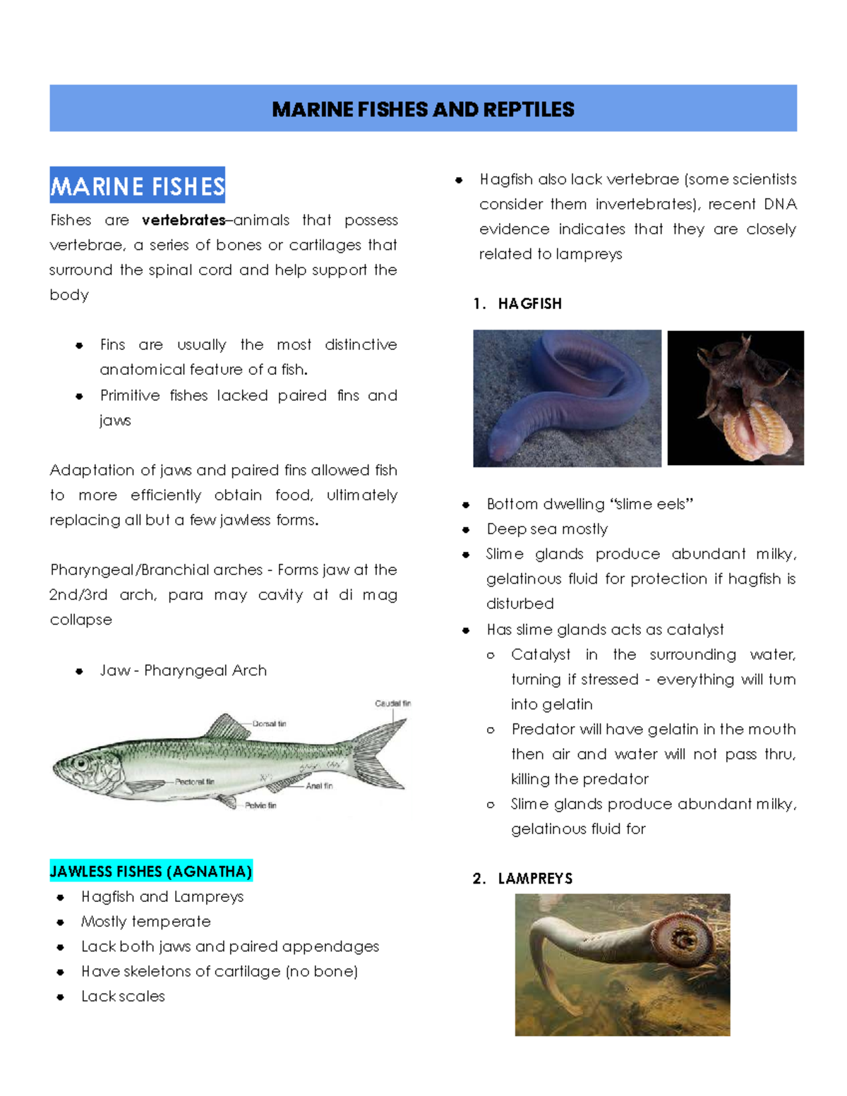 Marine Fishes and Reptiles: Anatomy, Adaptations, and Behavior Insights ...