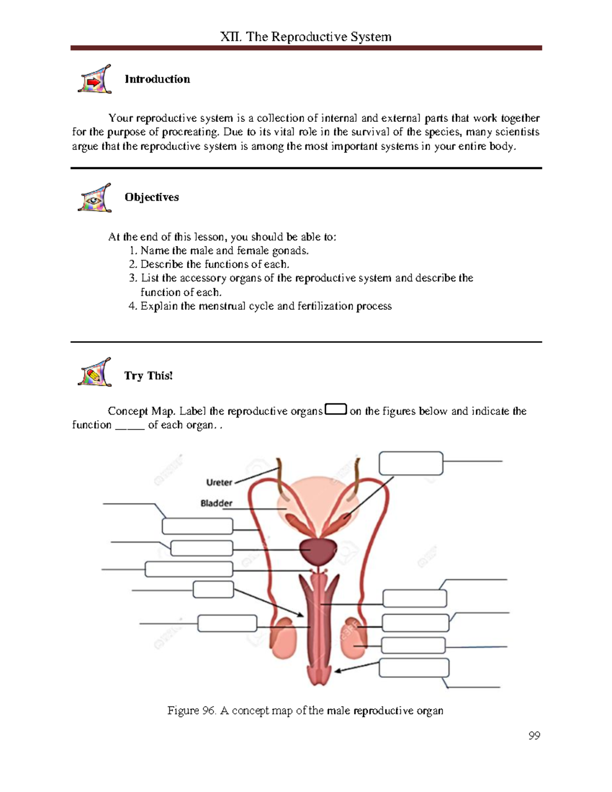 Reproductive System Module: Key Concepts and Functions Overview - Studocu