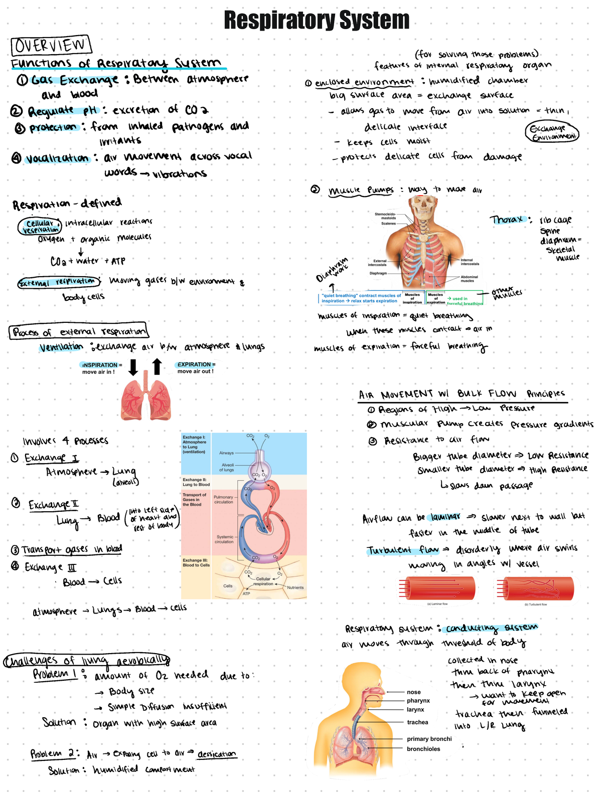 Final - study guide - Respiratory System OVERVIEW (for solving those ...