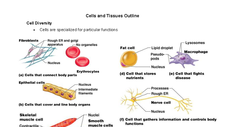 Cell & Tissue Notes (BIO 101) - Histology Overview and Functions - Studocu