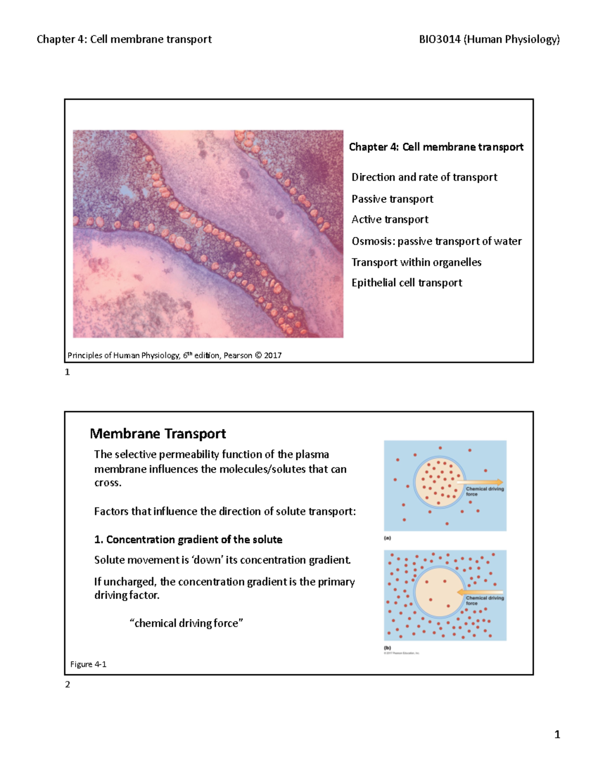 Chapter 4: Cell Membrane Transport Concepts and Mechanisms (BIO3014 ...