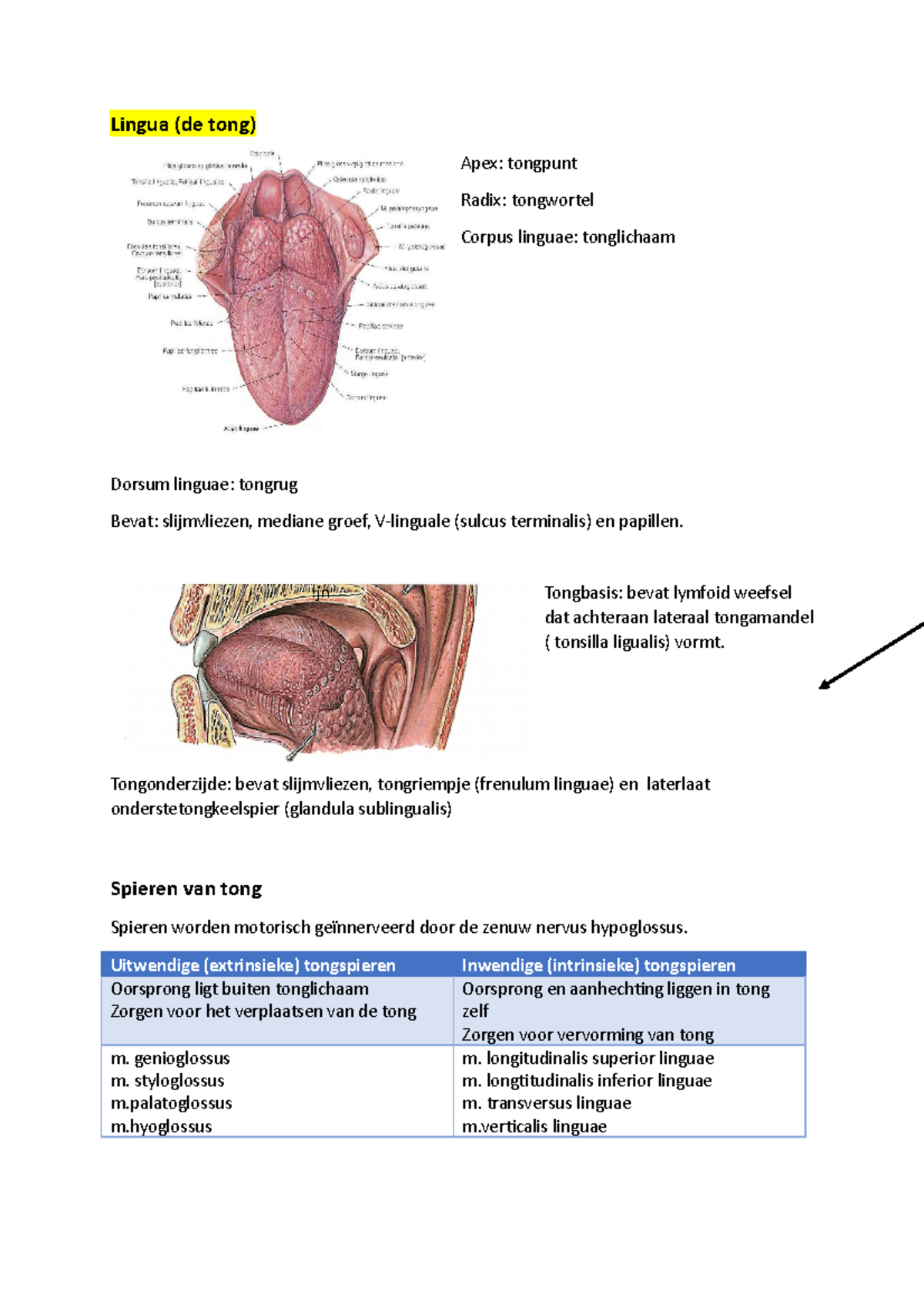 Tong en Spieren: Hoofdstuk Over de Anatomie van de Tong en Palatum ...