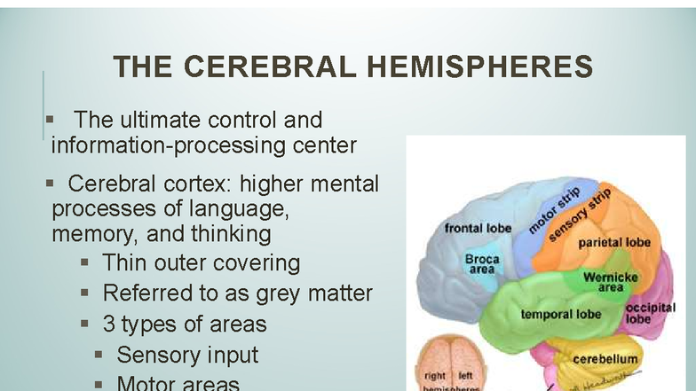 Biology and Behavior: Cerebral Hemispheres Overview (BIO 101) - Studocu