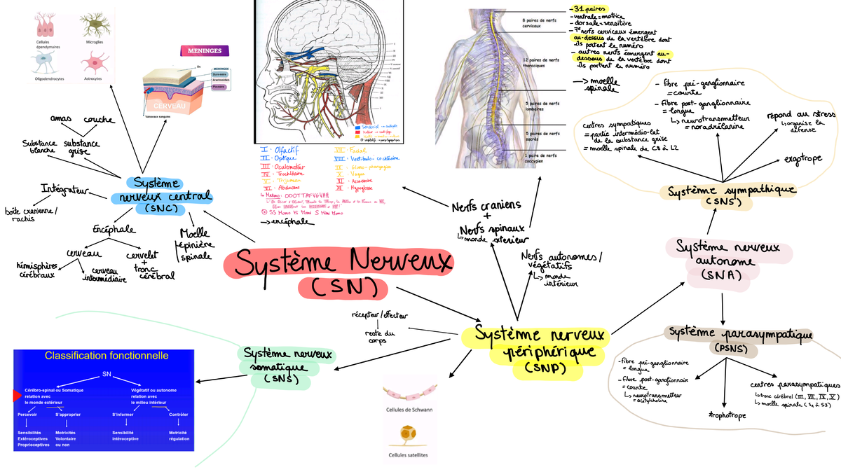 Système nerveux: Nervous System Structure and Functions (SN 101) - Studocu