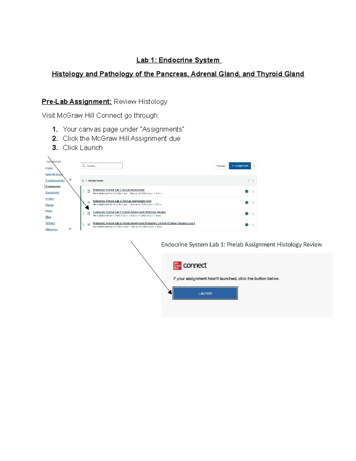 Lab 1: Endocrine System Histology & Pathology of Pancreas, Adrenal ...