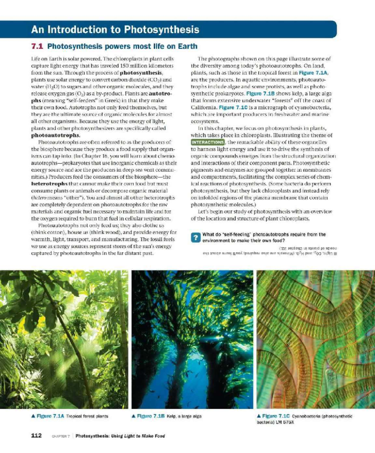 Photosynthesis: Mechanisms, Stages, and Global Impact (BIO101) - An ...