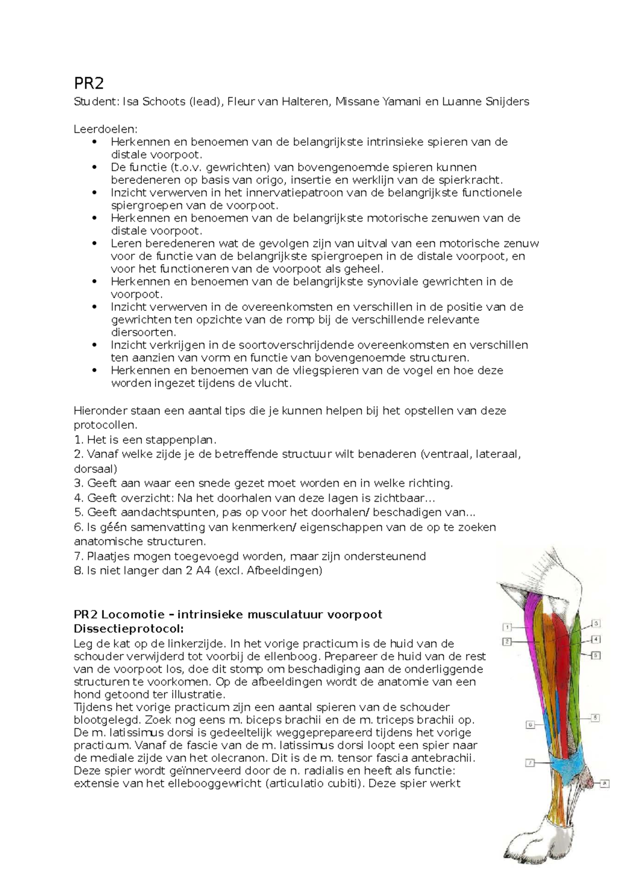 LO PR2 - Dissectieprotocol voor de Musculatuur van de Voorpoot ...