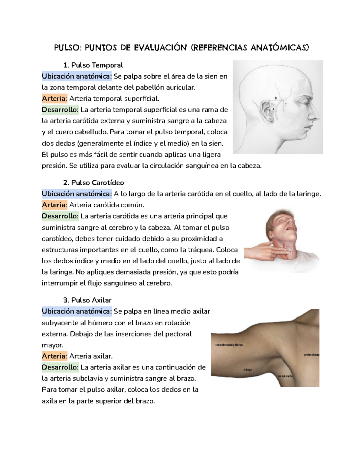 PULSO: Evaluación y Referencias Anatómicas de las Arterias - Studocu