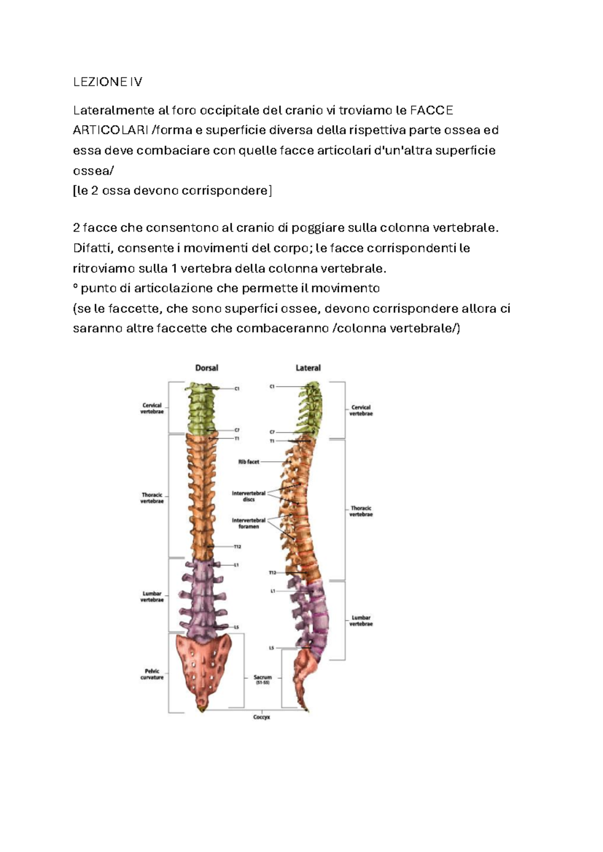LEZIONE IV: Anatomia della Colonna Vertebrale e le sue Funzioni - Studocu