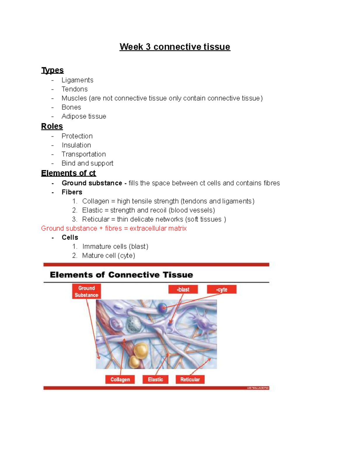 Structural Anatomy: Week 3 & 5 Connective Tissue and Articulations ...