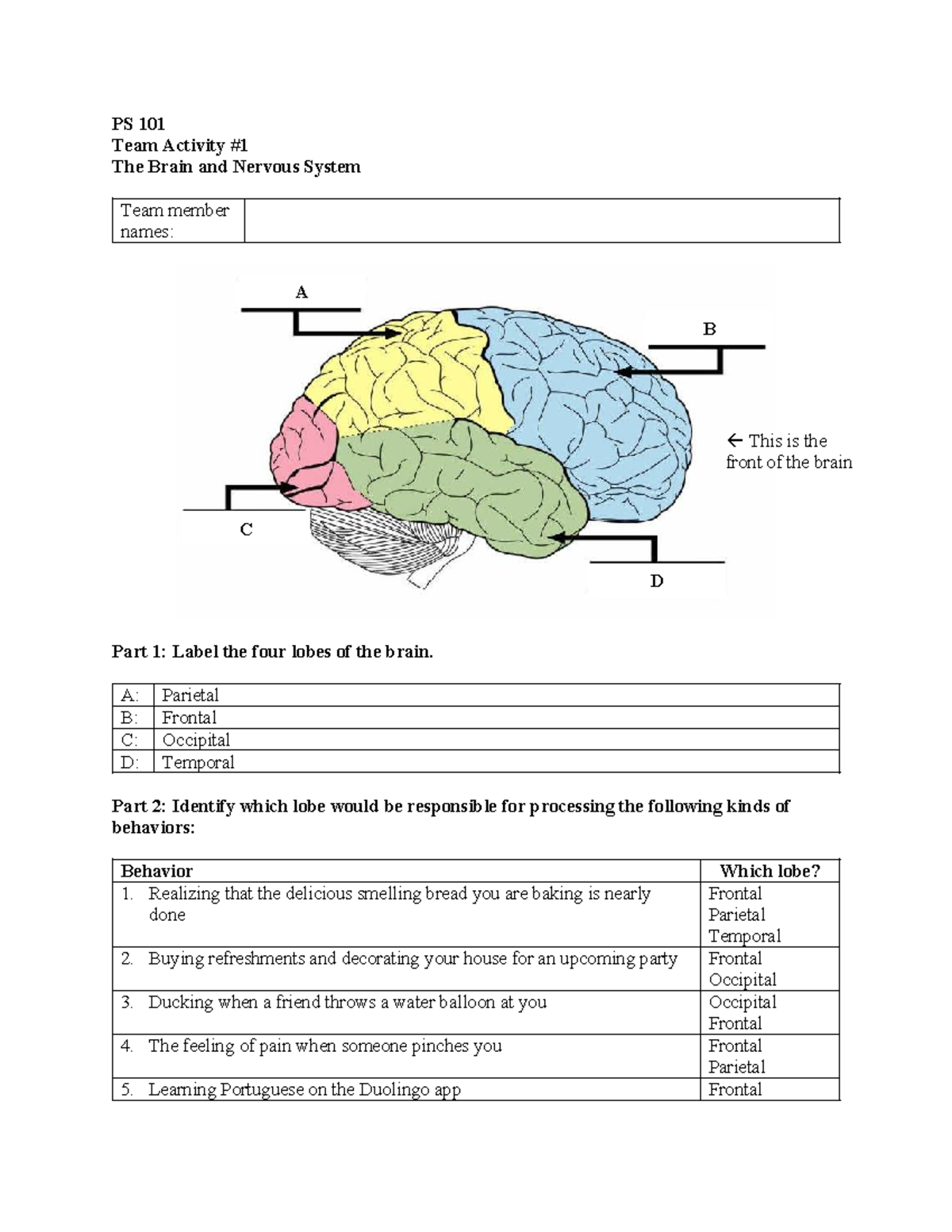 PS 101 Team Activity: The Brain and Nervous System Analysis - Studocu