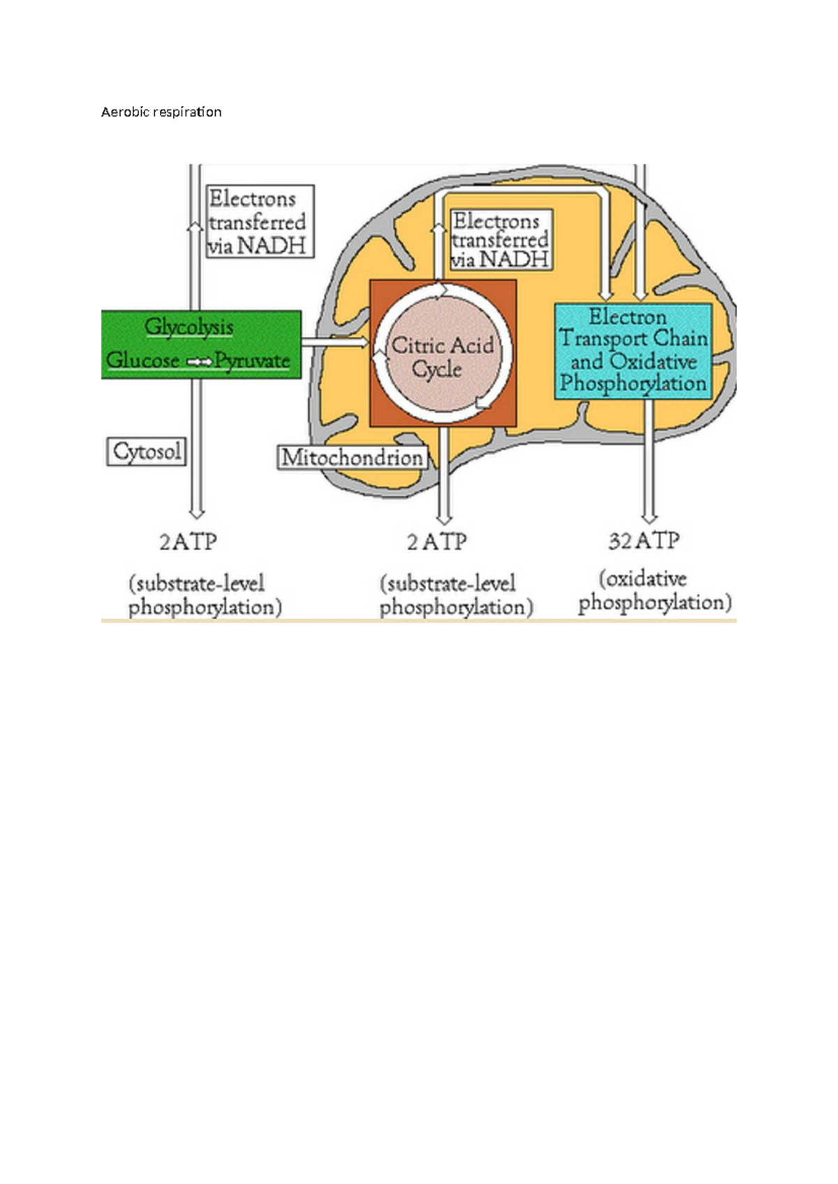 Aerobic respiration - .jjjhh - Aerobic respiration Electrons ...