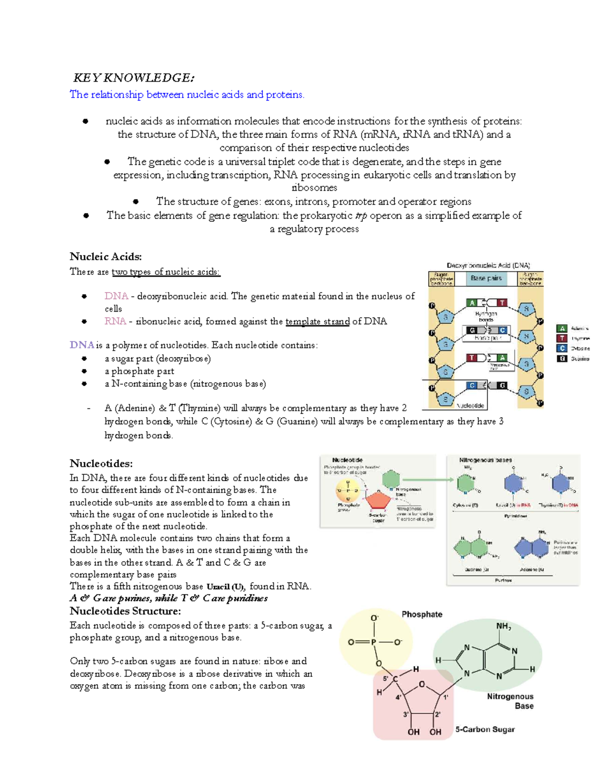 Unit 3 Ch3: Nucleic Acids & Gene Expression Overview - Studocu