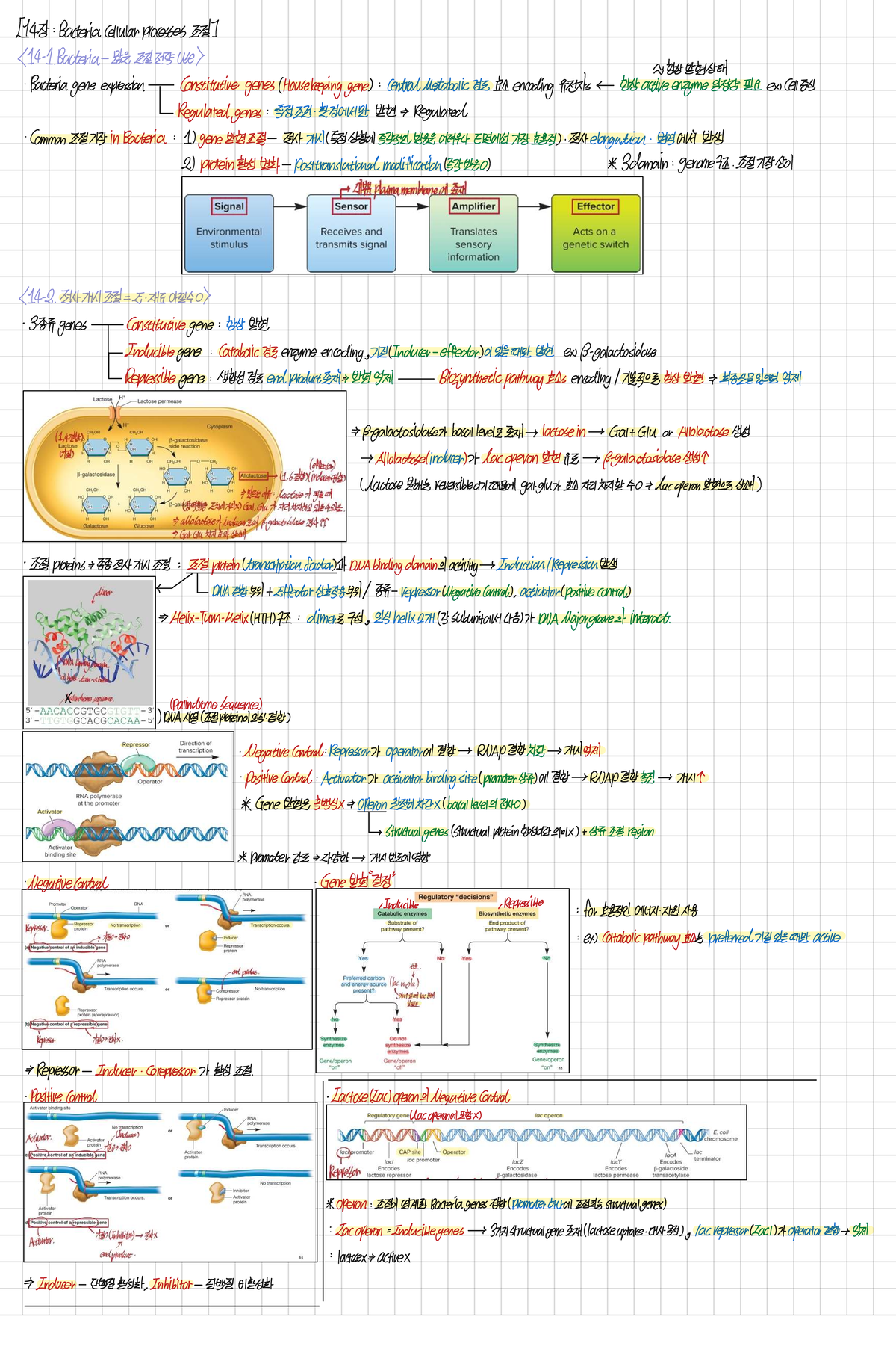 Bacteria Gene Expression and Cellular Processes 373 Final Exam Notes ...