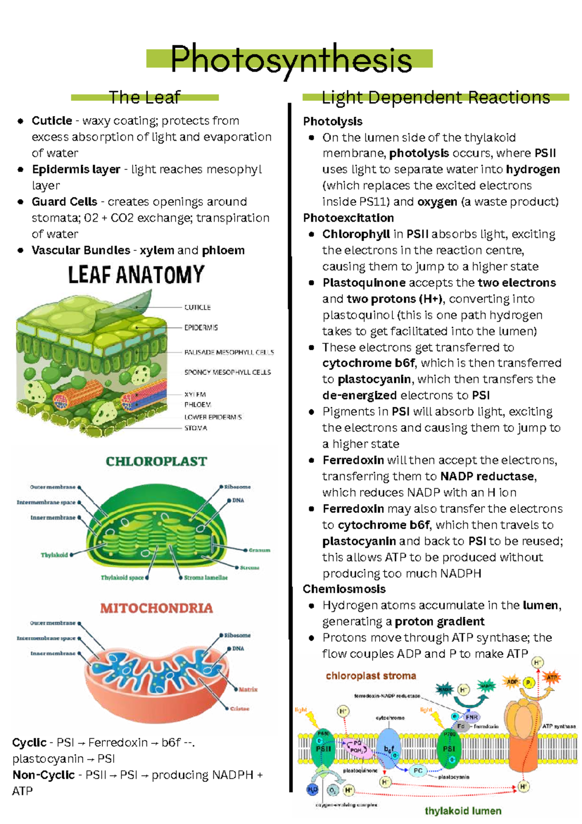 Photosynthesis: Light-Dependent Reactions and Calvin Cycle Overview ...