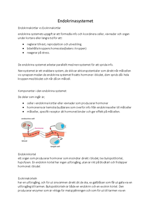 Endokrina Systemet: Tenta Övningar och Viktiga Begrepp - Studocu