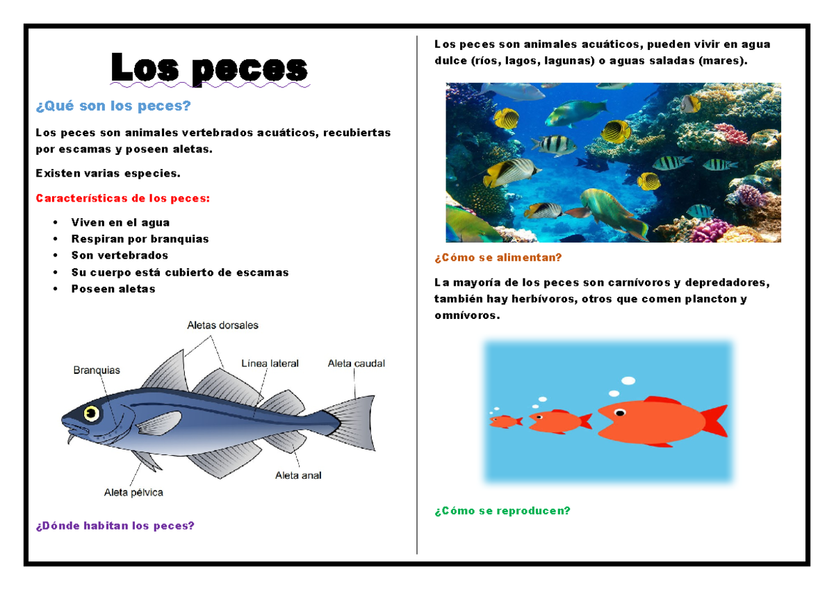 Qué son los peces - ¿Qué son los peces? Los peces son animales ...