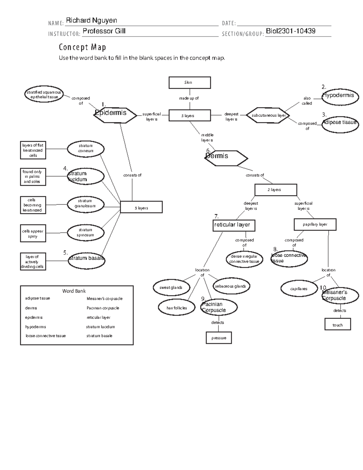 Chapter 6-Concept Map - Concept map of integumentary system - N A M E ...