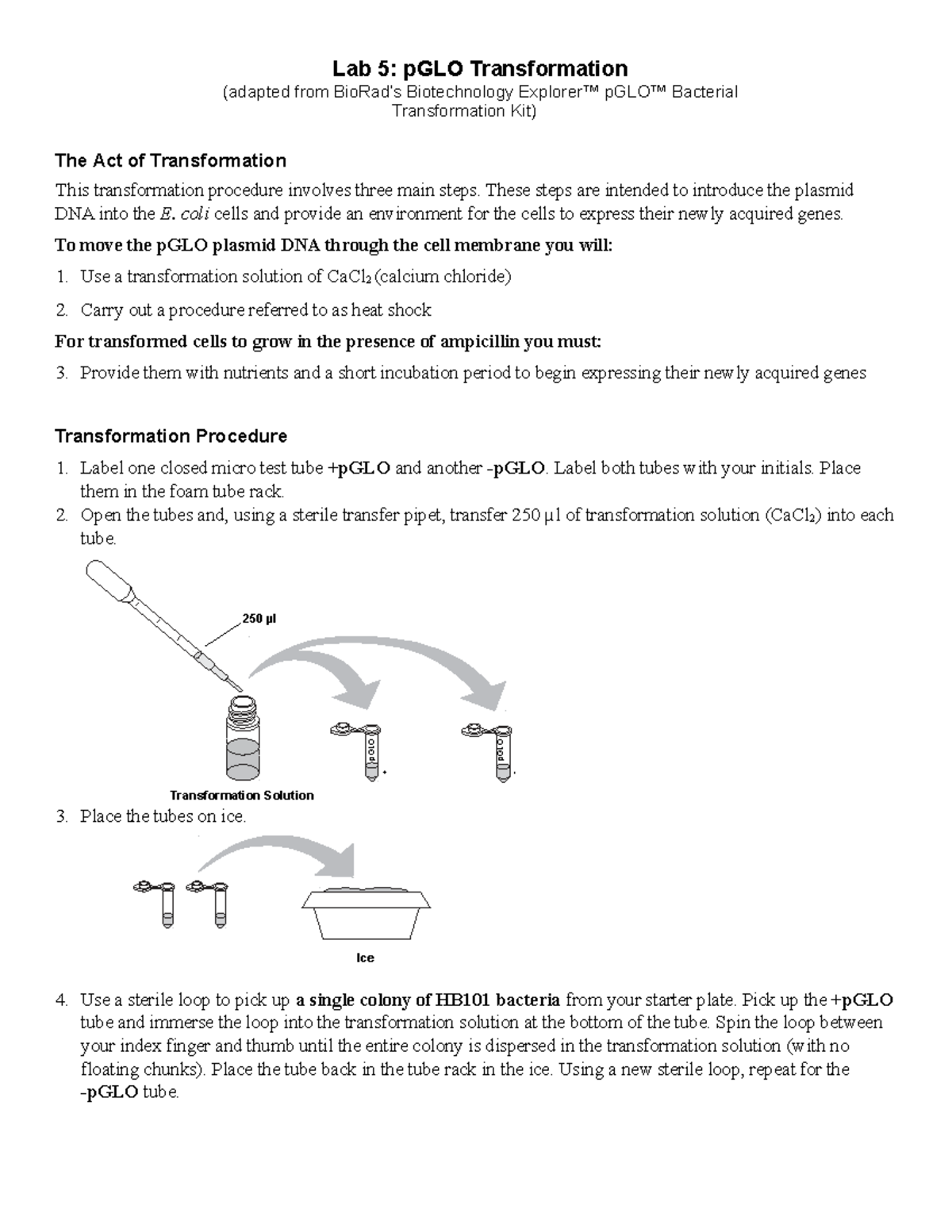 Lab 5.1: Detailed Procedure on pGLO Transformation Experiment - Studocu