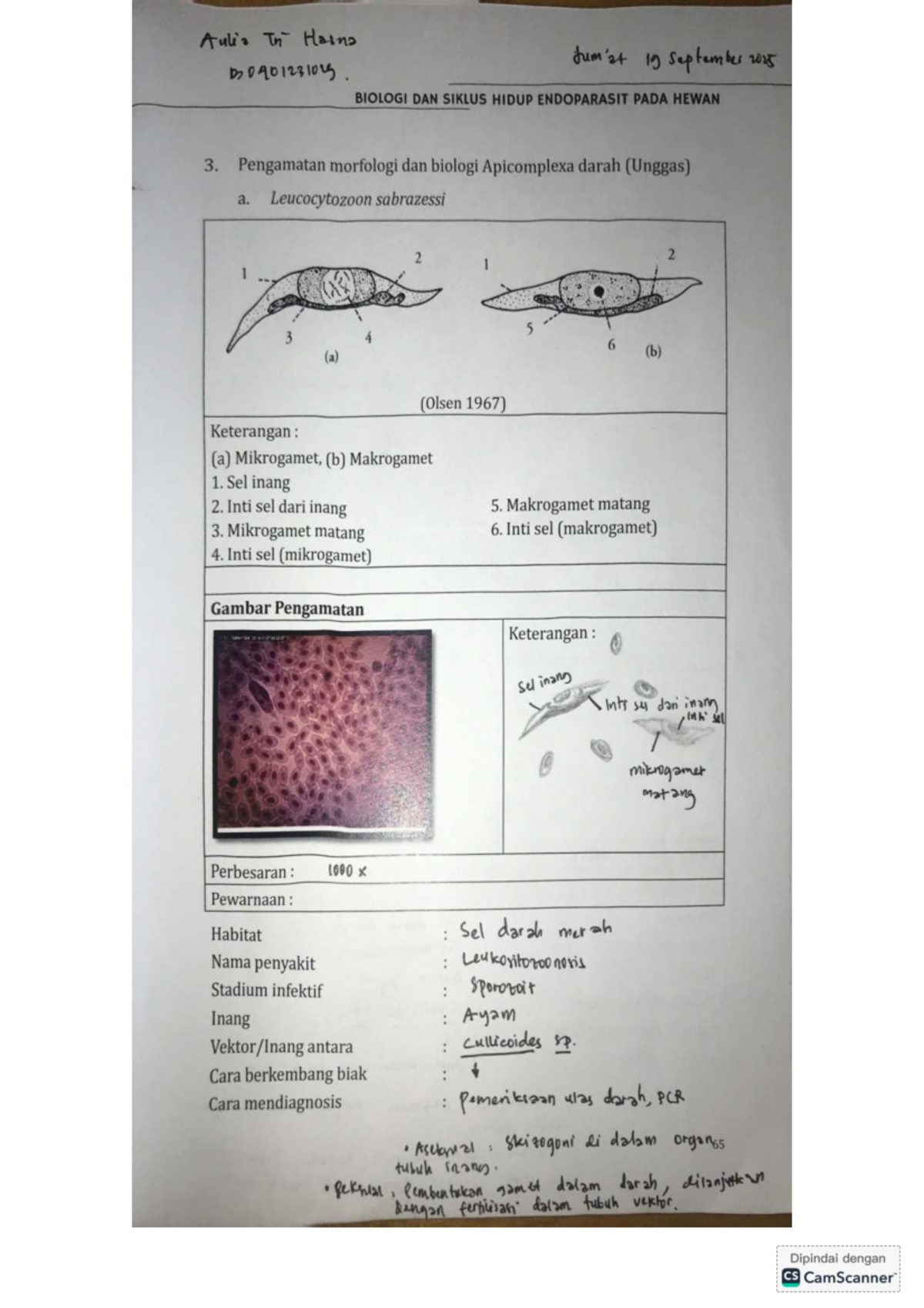 BIOLOGI DAN SIKLUS HIDUP ENDOPARASIT PADA HEWAN BD401231015 - Studocu