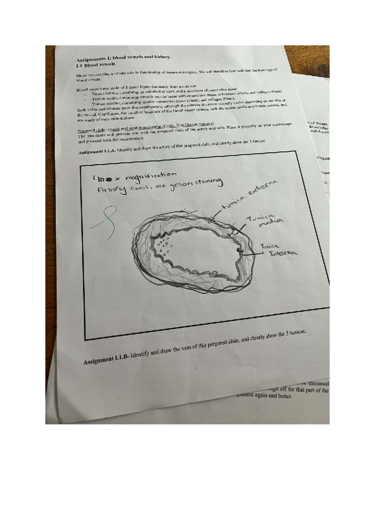 Histology Assignments I: Blood Vessels & Kidney Analysis - Studeersnel