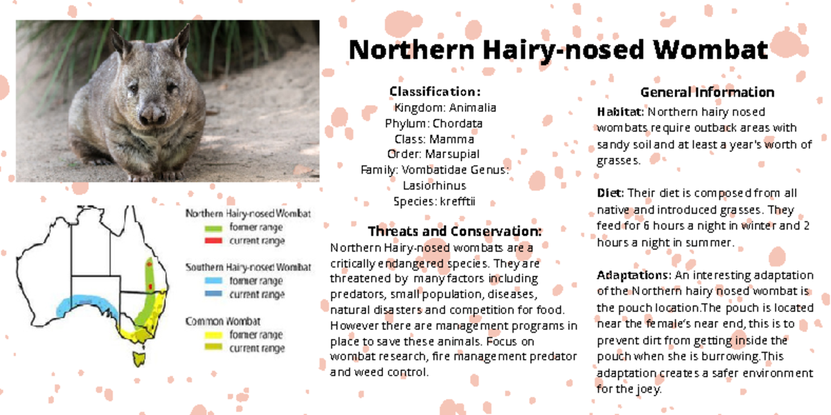 Northern Hairy-nosed Wombat: Classification & Conservation Insights ...