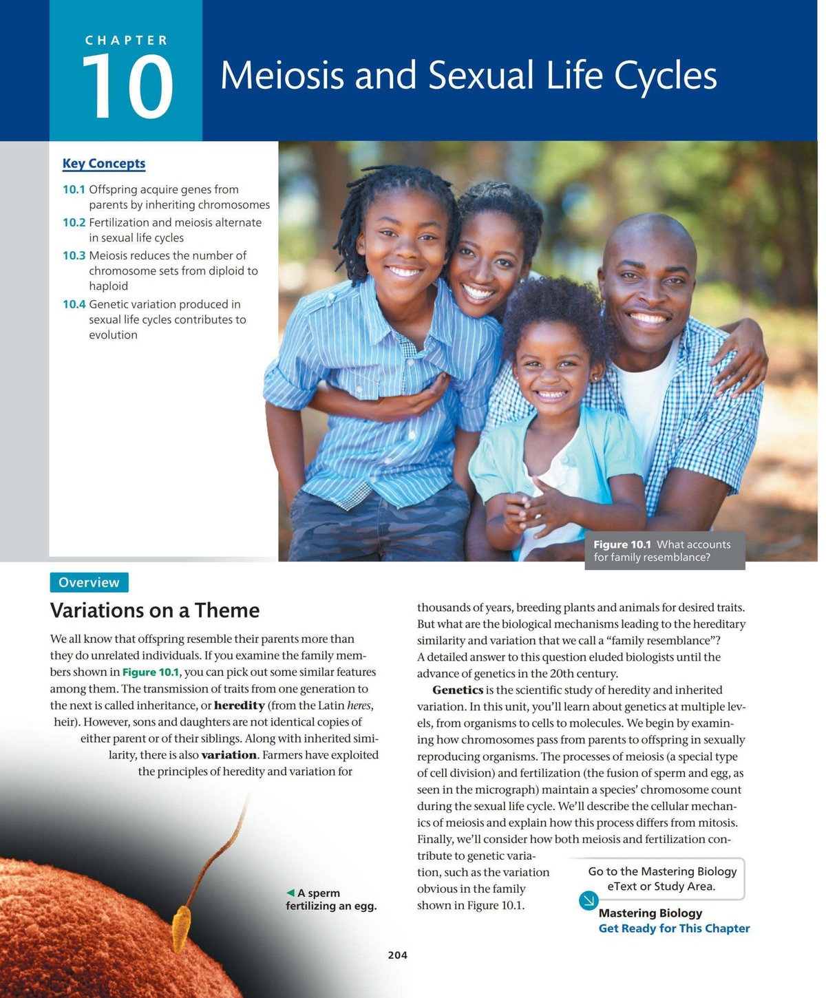 Chapter 10 Meiosis and Sexual Life Cycle - Key Concepts 10 Offspring ...