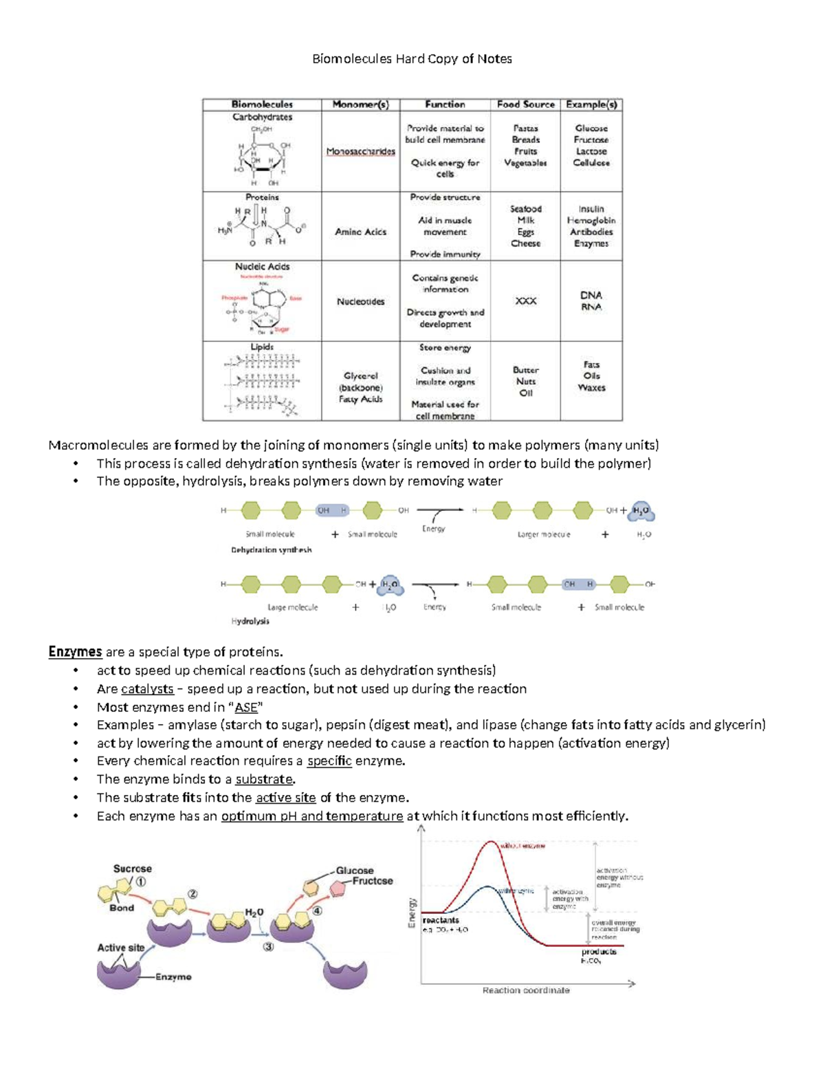 Biomolecules: Macromolecules & Enzymes Notes (Bio 101) - Studocu