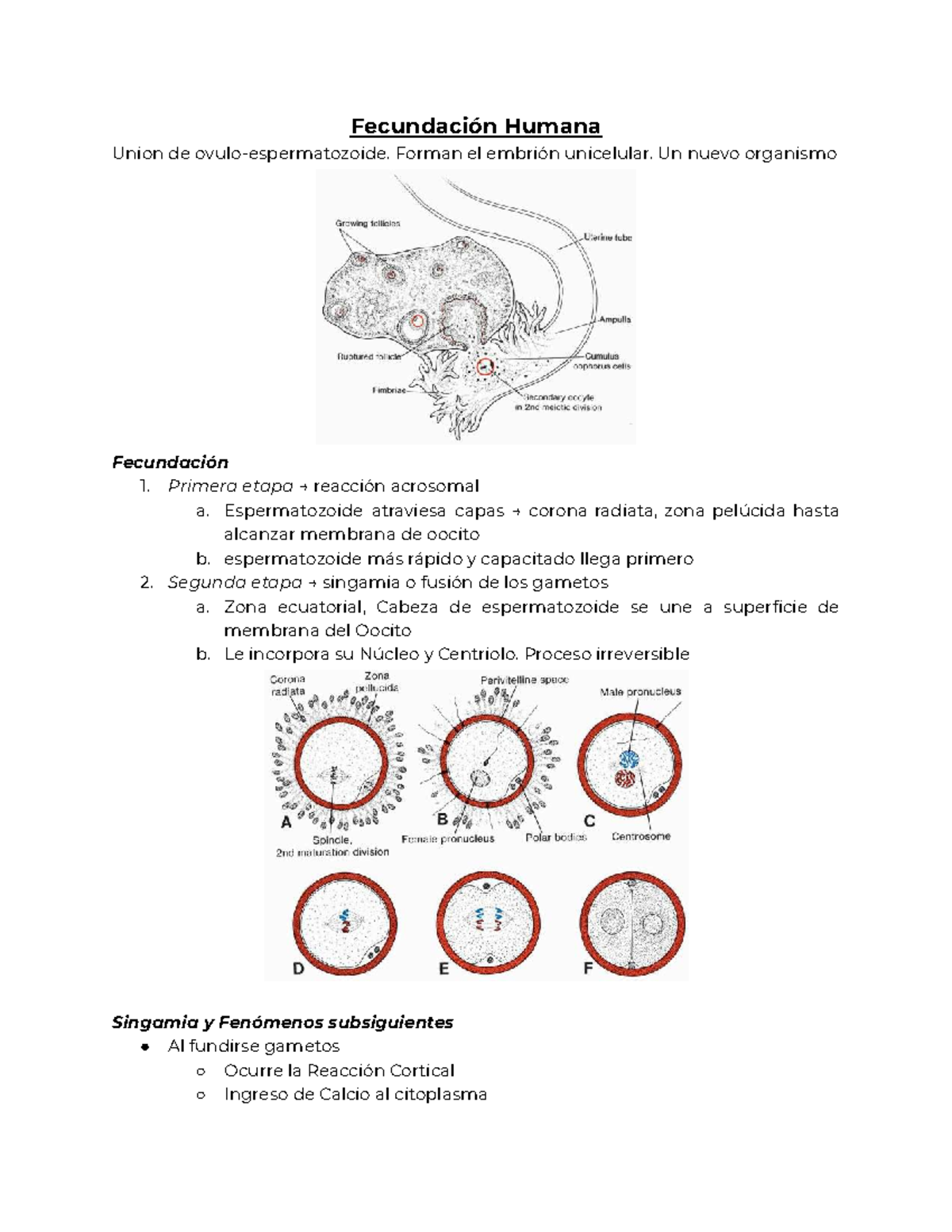 Fecundación humana: desarrollo del embrión unicelular y etapas clave ...