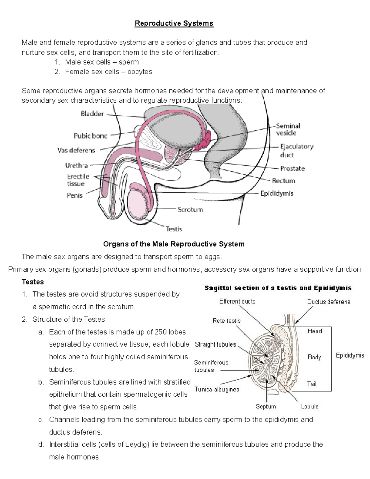 Reproductive Systems Overview: Male and Female Anatomy - Studocu