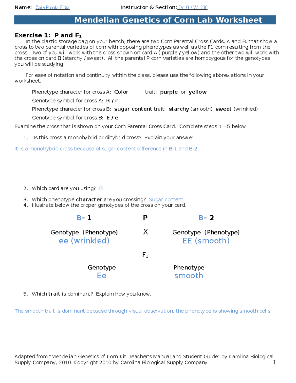 Mendelian Genetics of Corn Lab Worksheet S23 - Studocu