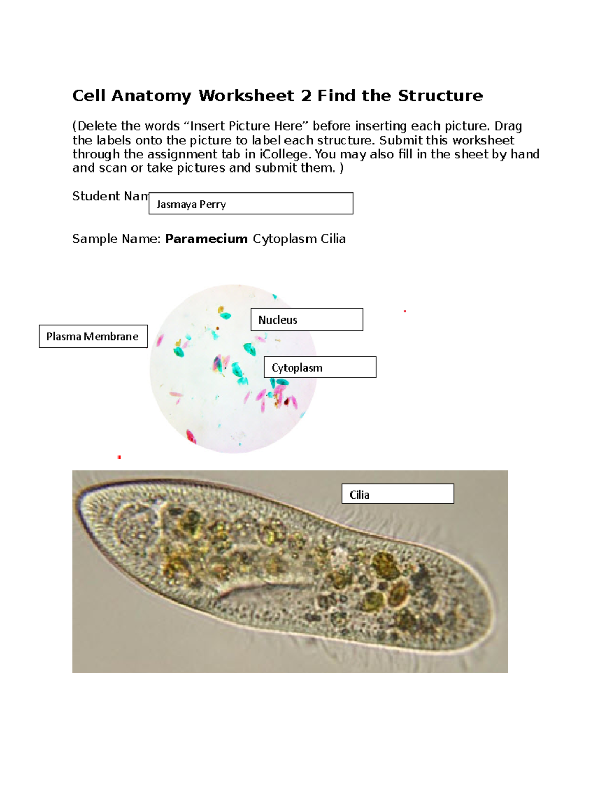 Cell Anatomy Worksheet 2: Identifying Cellular Structures - Studocu