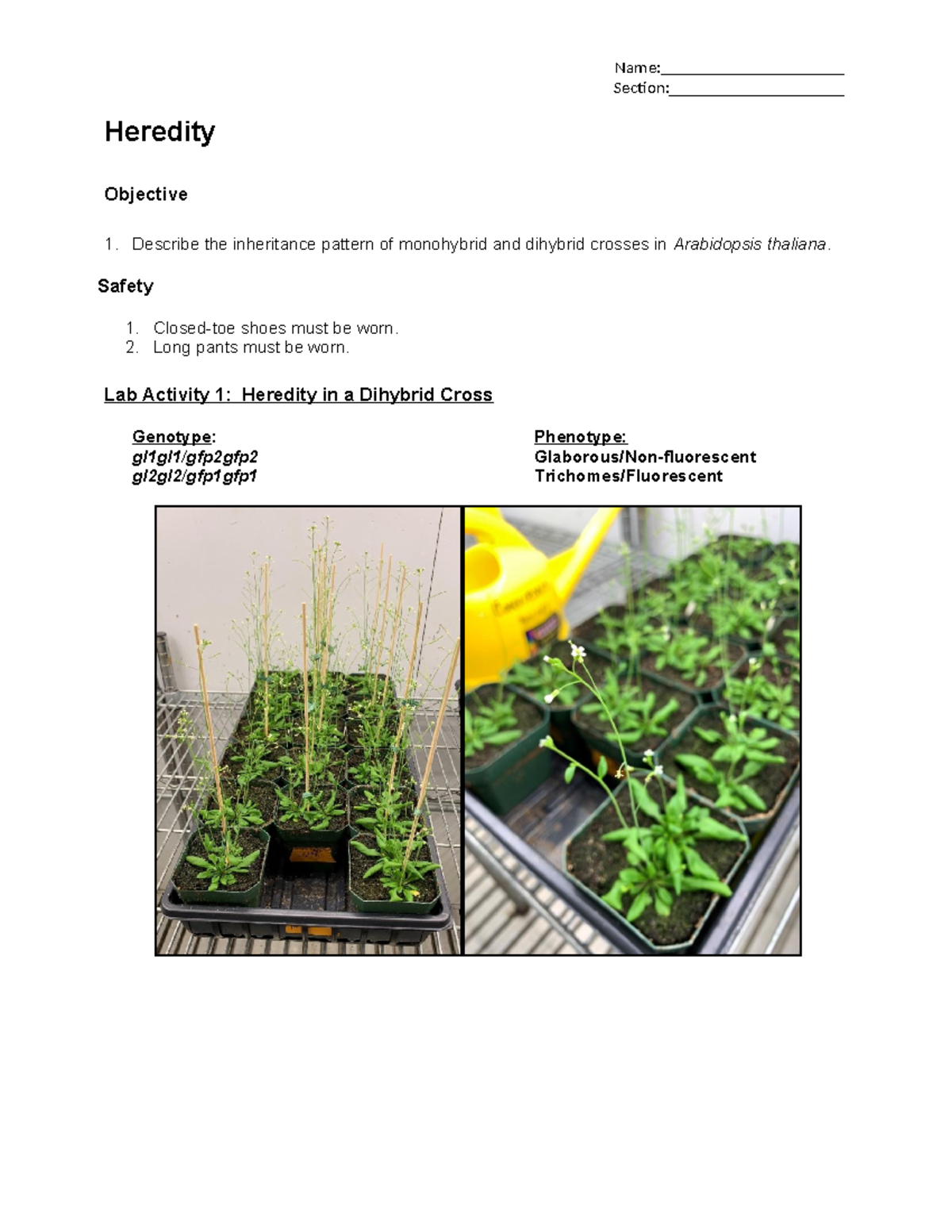 Heredity Simulations v1 - Section: Heredity Objective Describe the inheritance pattern of ...