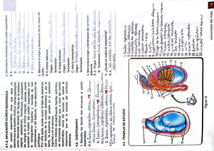 VISCERAS ABDOMINALES: Anatomía y Funciones del Tubo Digestivo - Studocu