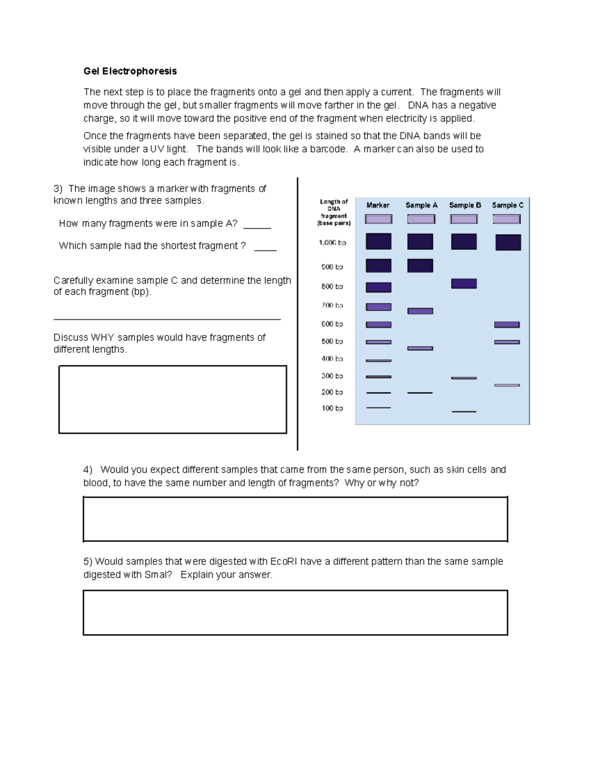 Gel Electrophoresis: Understanding DNA Fragmentation in Fingerprinting ...
