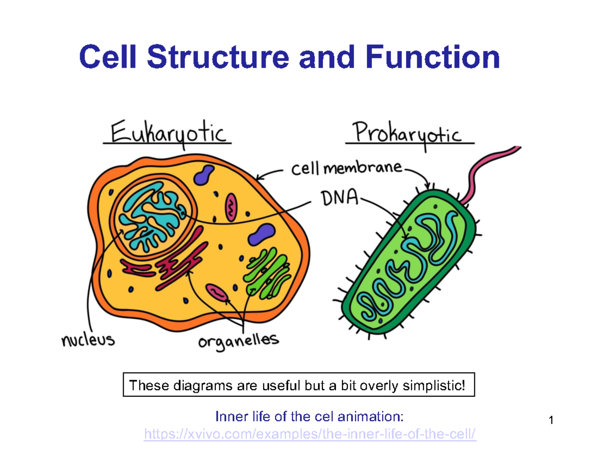 Cell Structure and Function: Exploring Eukaryotic Organelles - Studocu