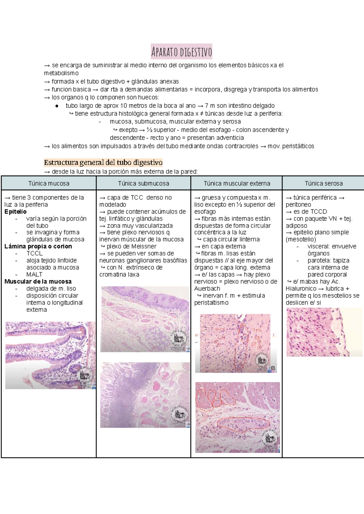 Notas sobre el Aparato Digestivo - Biología 101 - Studocu
