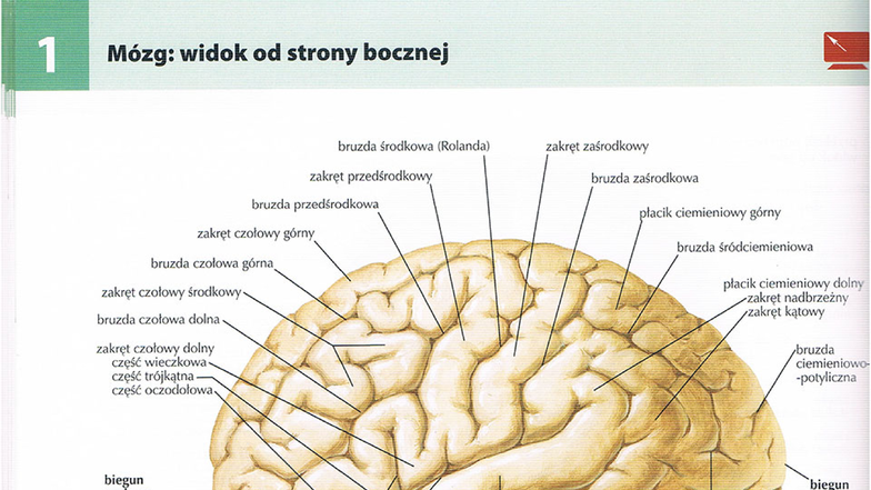Mózgowie i Móżdżek: Anatomia i Struktura - Cw3i4bpznetter - Studocu