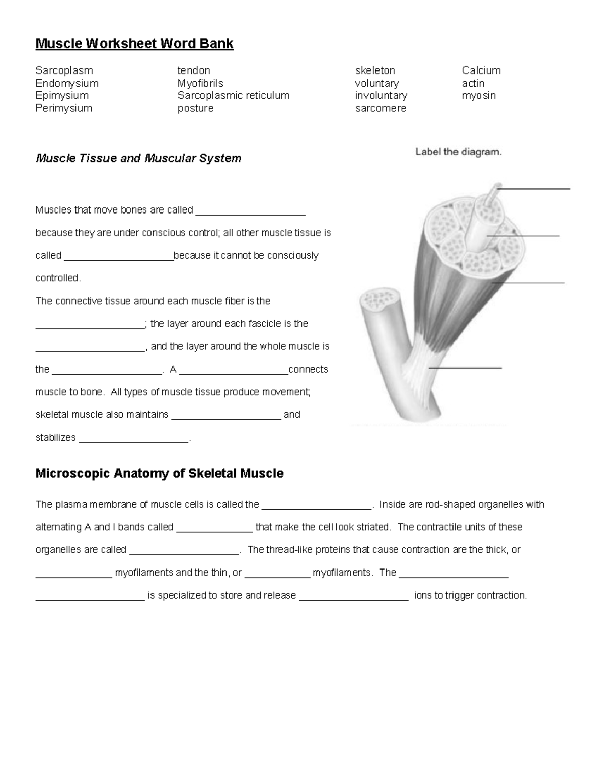 Muscle Worksheet - Key Terms and Concepts for Muscular System - Studocu