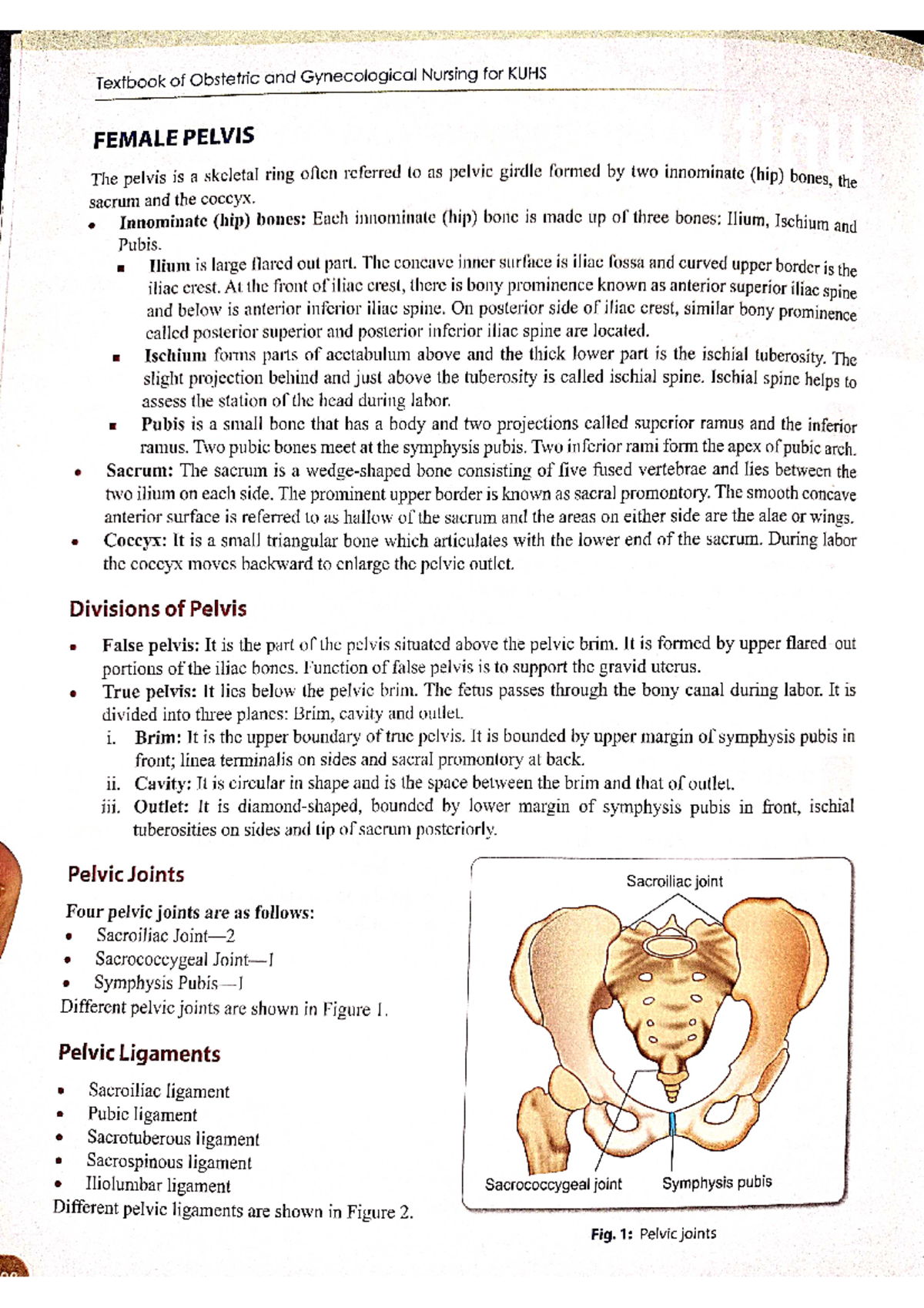 OB UNIT 2 - Comprehensive Review of Female Pelvic Anatomy - Studocu