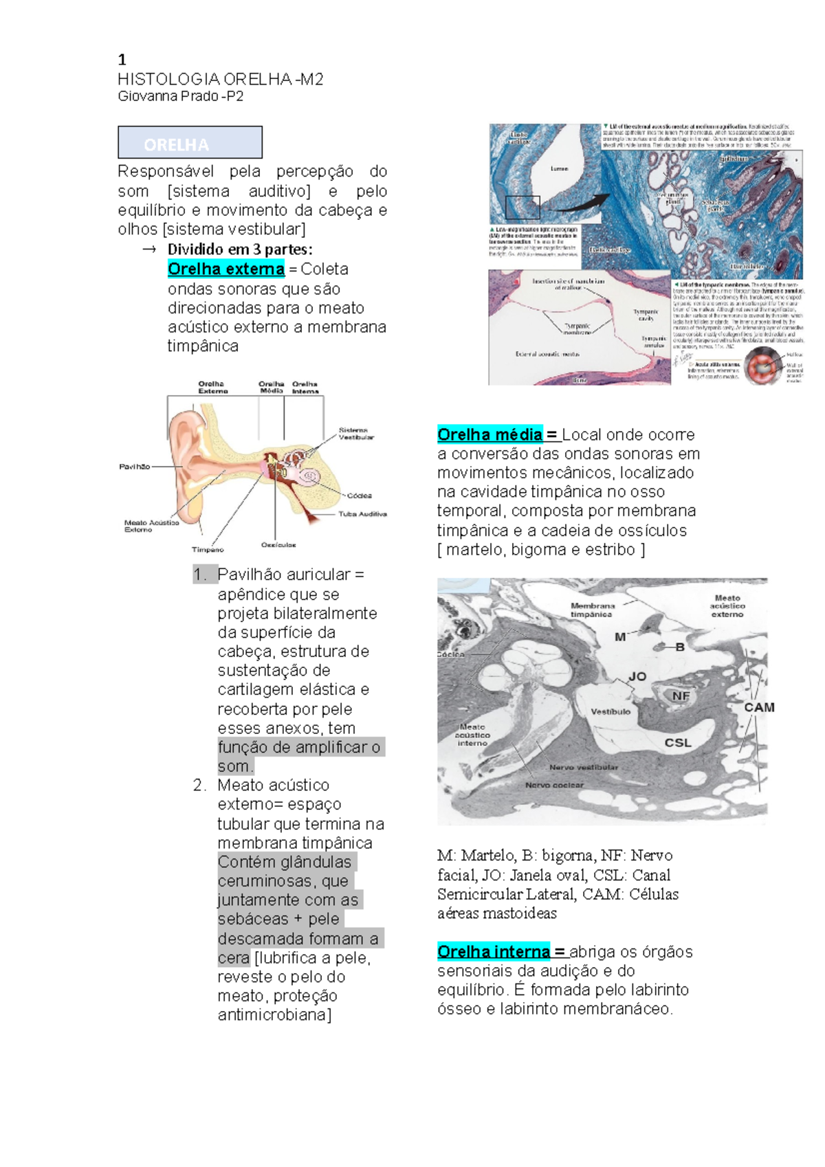 Histologia da Orelha: Sistema Auditivo e Vestibular - M - Studocu