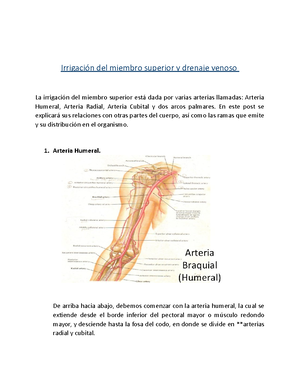 Vértebras Cervicales y Músculos del Cuello: Anatomía y Funciones - Studocu