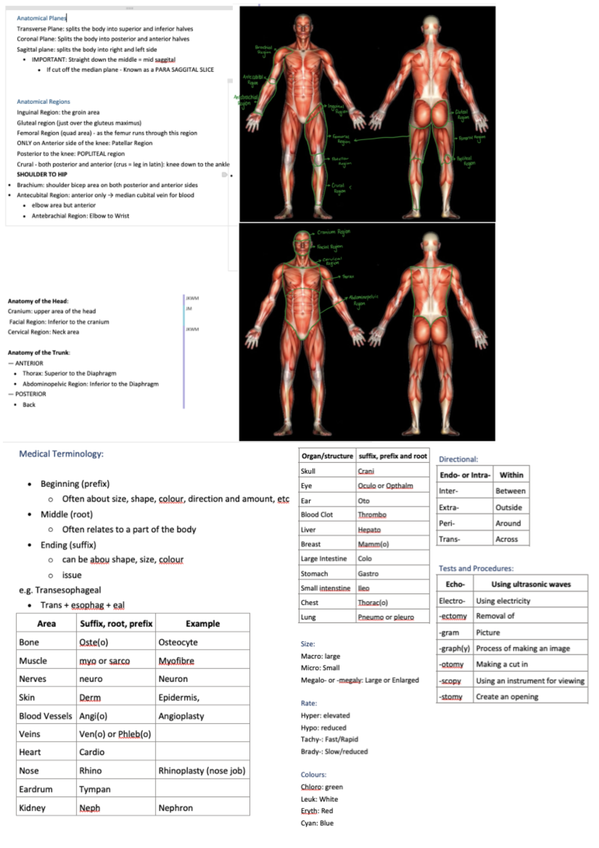 MED ANAT Study Notes: Key Concepts and Diagrams - Studocu