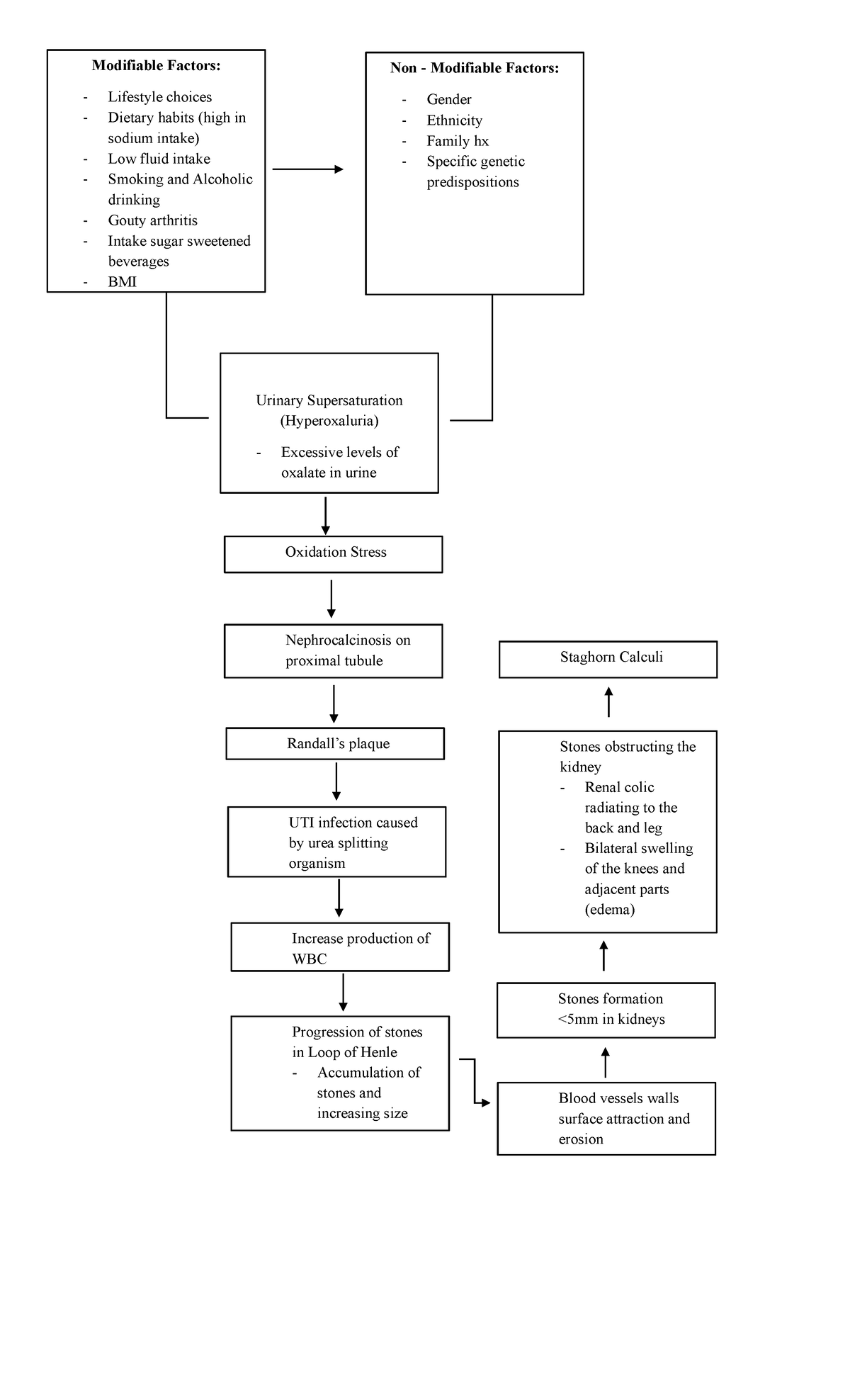 Pathophysiology of Kidney Stones: Key Factors and Implications - Studocu