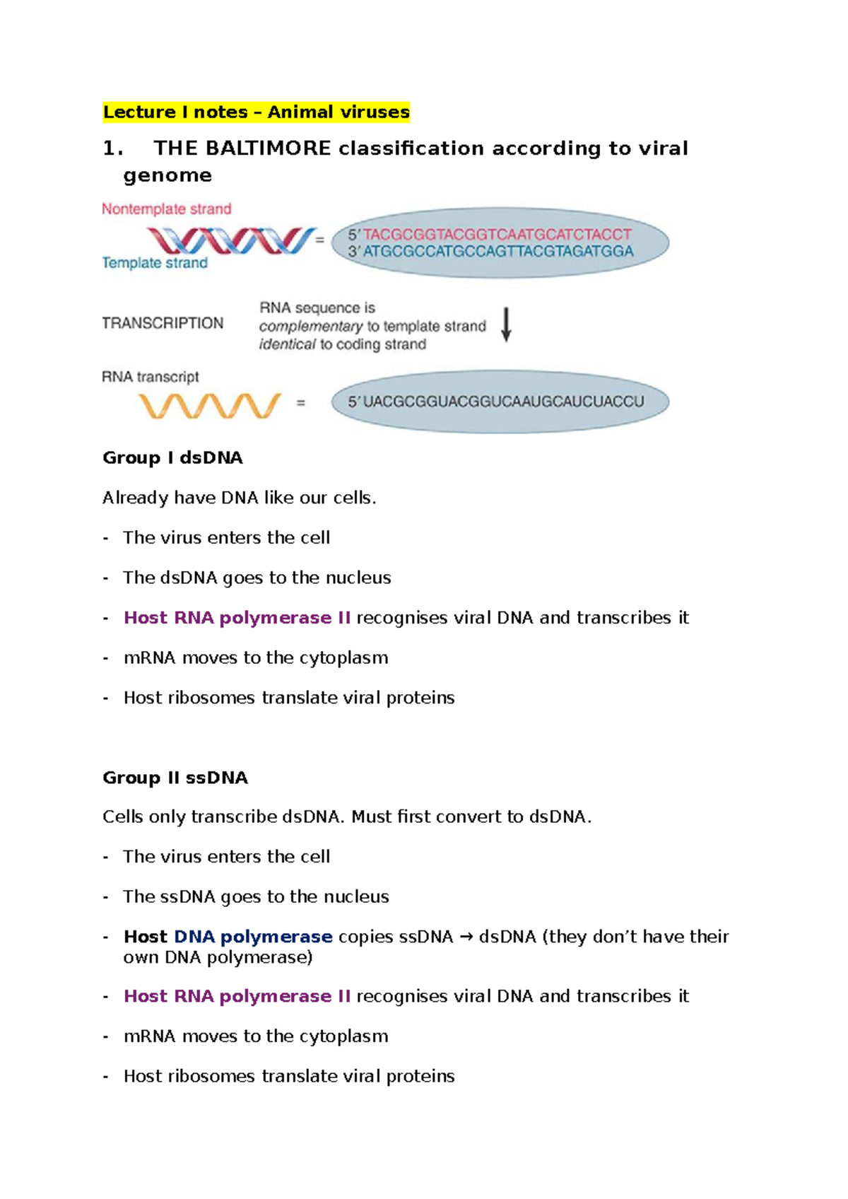 Lecture I Notes: Animal Viruses & Baltimore Classification - Studocu