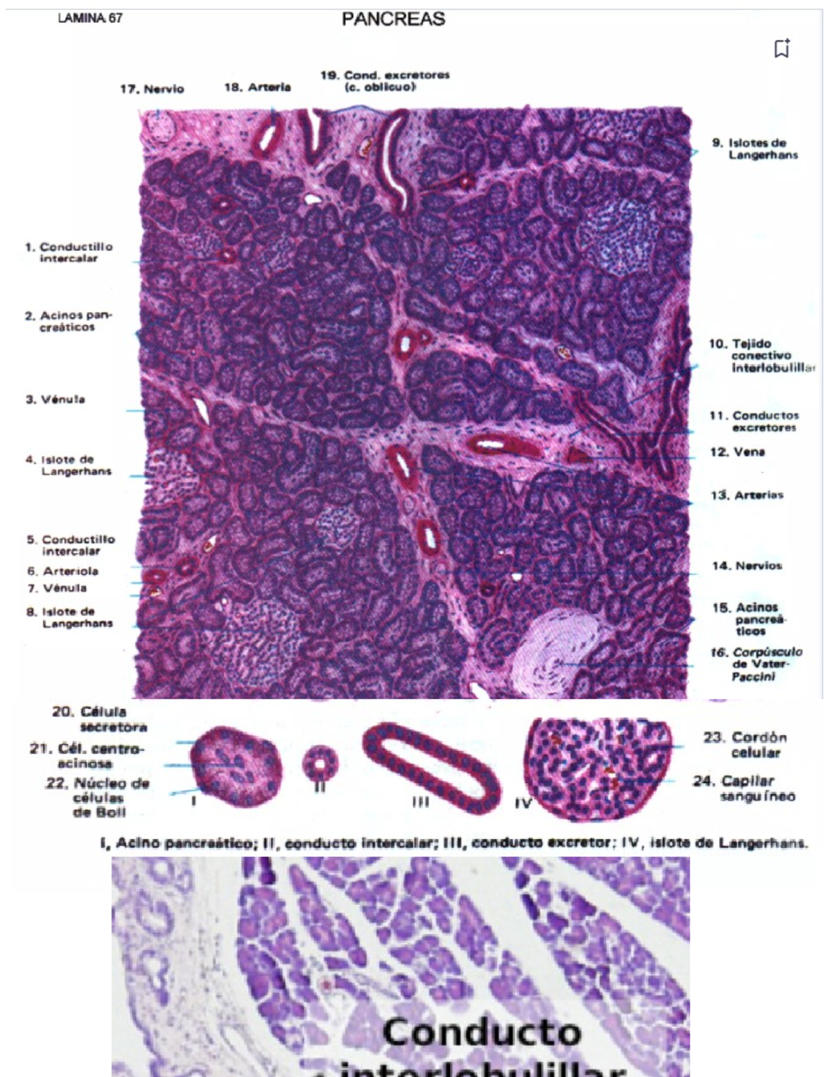 Páncreas - Histología - PÁNCREAS CAPAS TISULARES 1.- Cápsula de Glisson ...