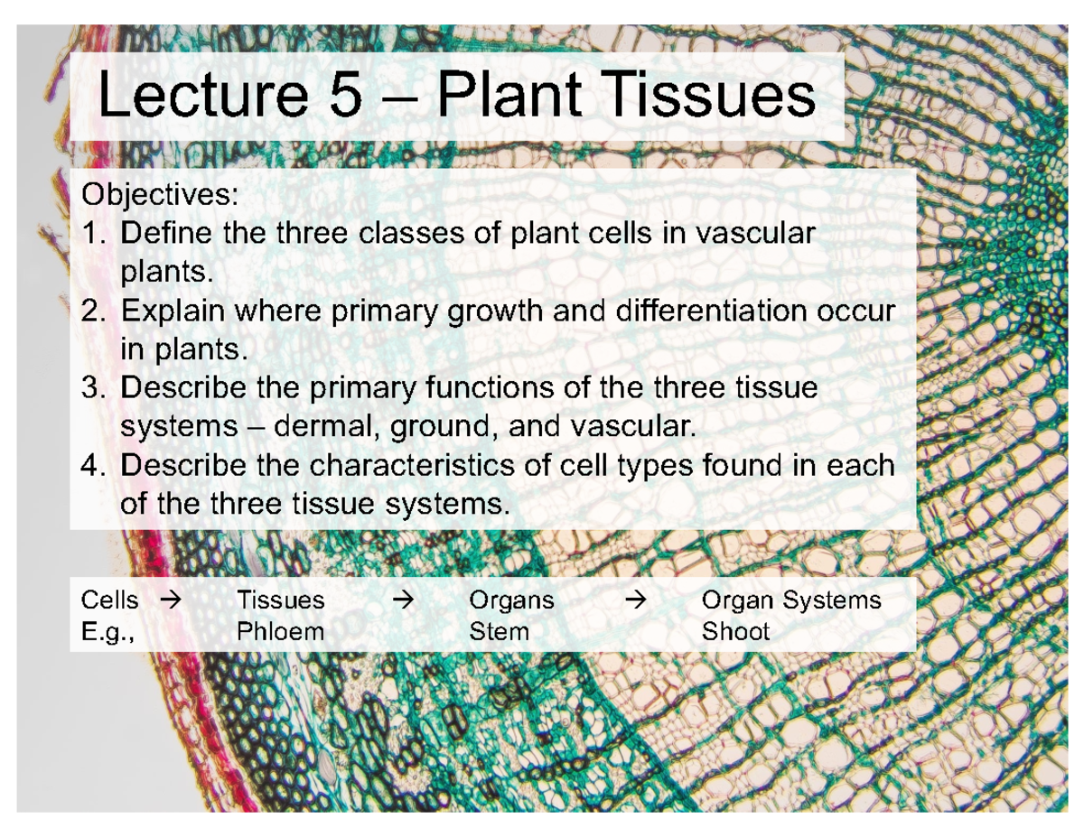 Lecture 5: Overview of Plant Tissue Types and Functions in Vascular ...