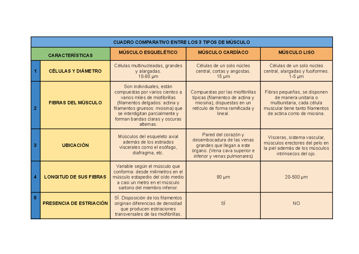 Cuadro Comparativo: Tipos de Músculo (Esquelético, Cardíaco, Liso ...